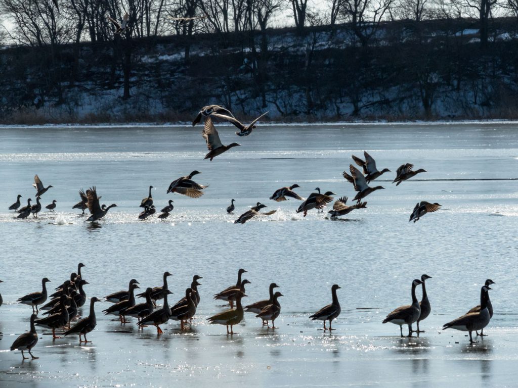 Minnesota Pheasants Waterfowl Production Area | Minnesota Pheasants, Inc.